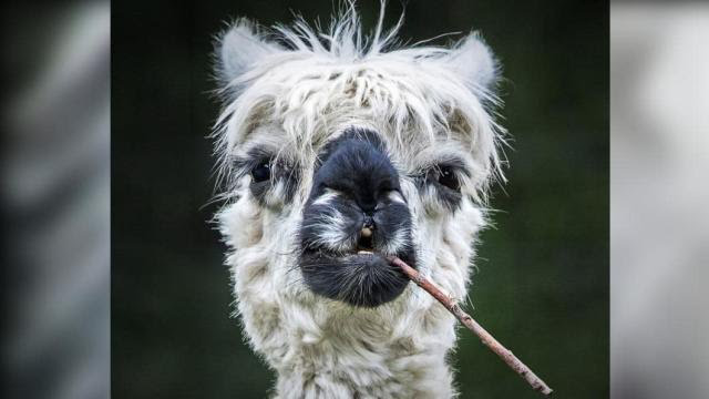 2022搞笑寵物攝影獎搵到阿joe近照 - 寵物台 - 香港高登討論區