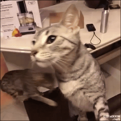 [圖] 貓貓 fail gifs - 香港高登討論區